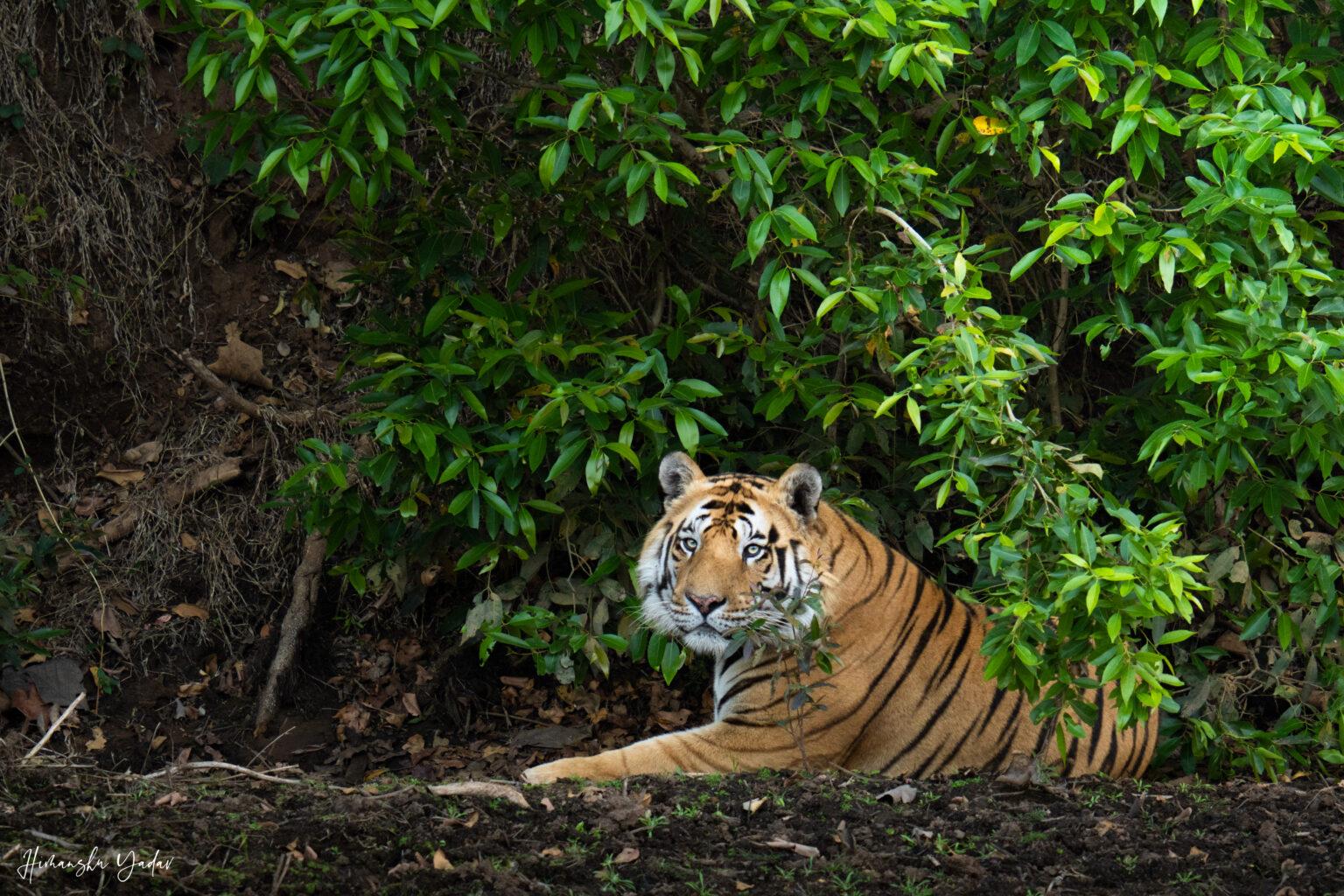 Tiger As A God In India - Tiger In Indian Mythology