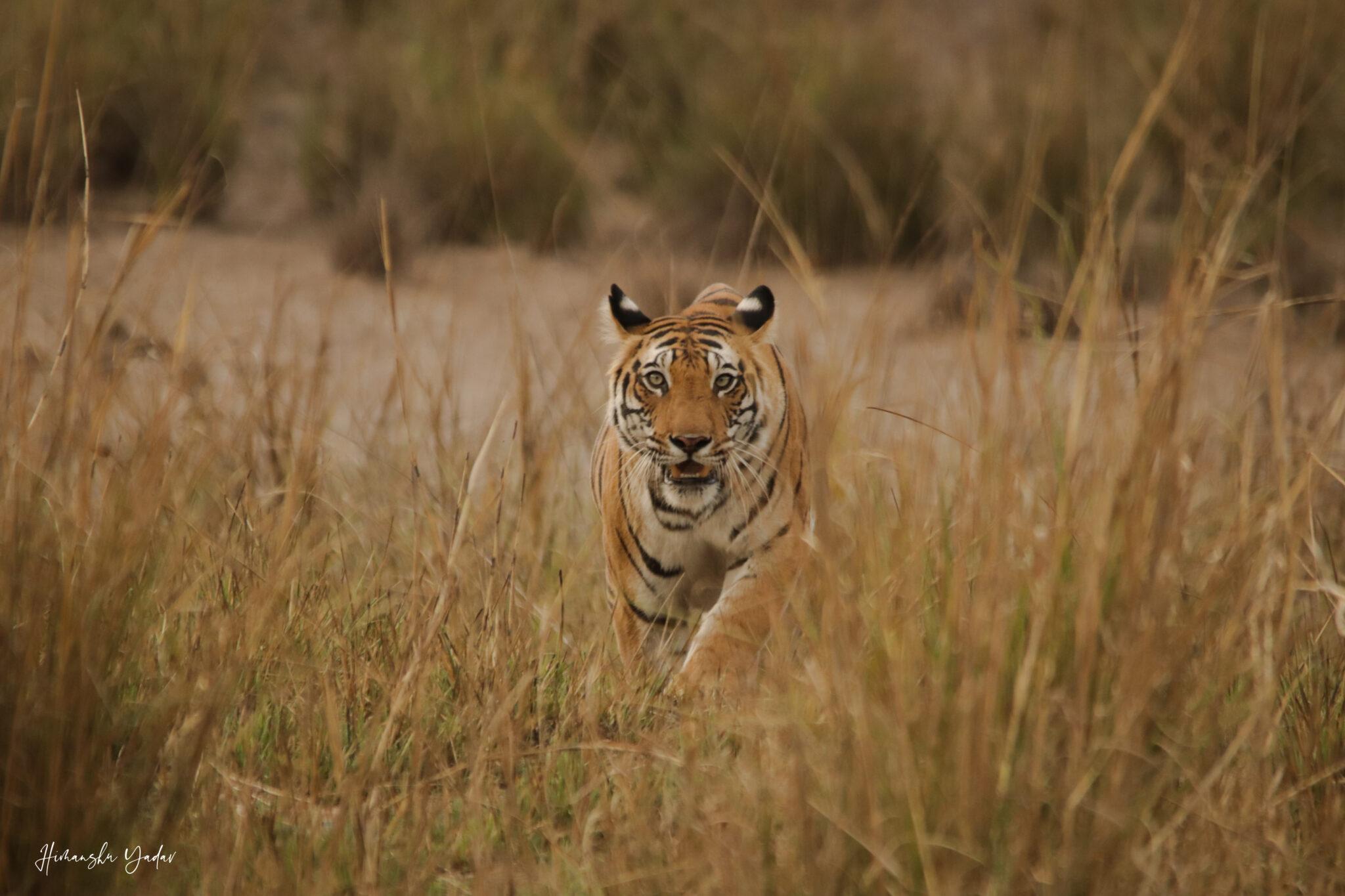 Tiger As A God In India - Tiger In Indian Mythology